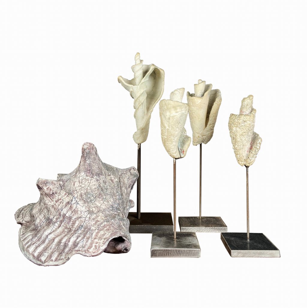 COLLECTION OF SHELLS ON CUSTOM STANDS – SOLD SEPARATELY * – Downtown 20 LA